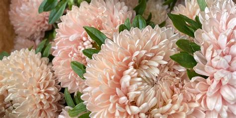 Odla Aster Som Snittblomma