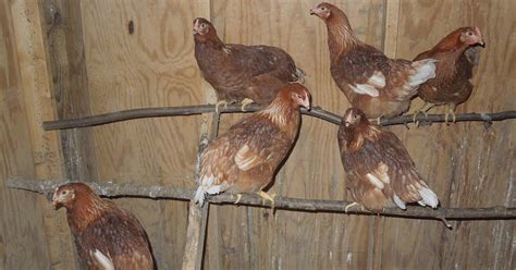 Sues In The Garden Growing The Groceries Six Red Sex Linked Hens Join