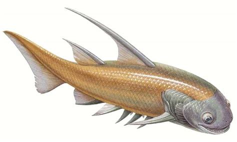 Acanthodii Parexus Extinct Genus Of Fish Acanthodian