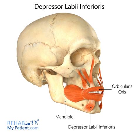 Depressor Anguli Oris Action
