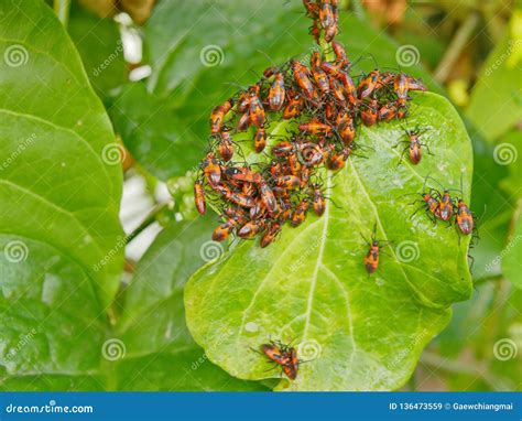 Many Orange Black Leaf Footed Bugs On The Plants Pest In Garden Stock