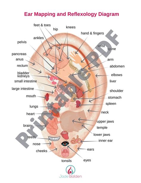 Ear Mapping Chart Pdf Printable Etsy