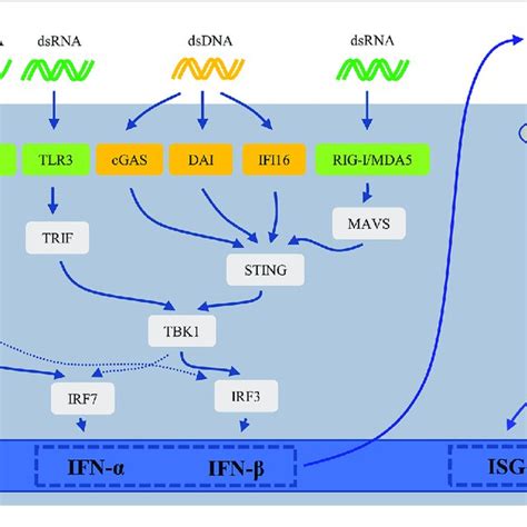 Pathogenesis Of Ln Cic Circulating Immune Complex Ecm