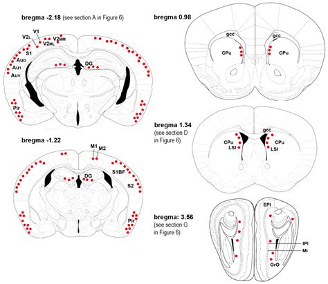 Somatosensory Cortex Mouse