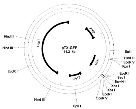 Figure A2 Diagram Of The Ptx Gfp Plasmid Vector The Ptx Gfp
