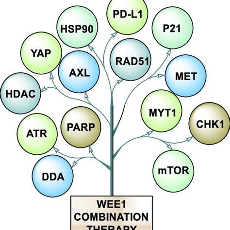 Proteins Phosphorylation Of Wee1 And By Wee1 Download Scientific Diagram