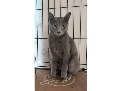 猫 富山県の里親募集 とても小柄なグレー女子