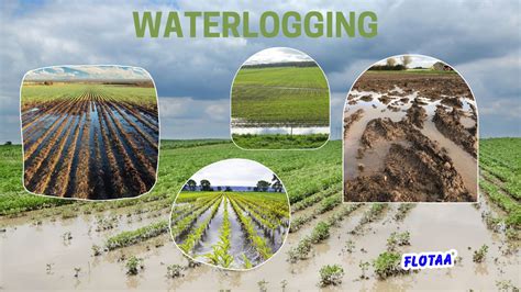 Understanding Water Logging Causes Effects Types And Prevention
