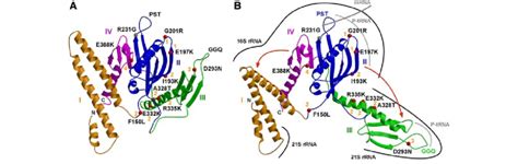Localization Of Suppressor Mutations In Mrf1 Structure The 3d Models