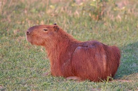 Capybaras The Semiaquatic Rodents With Unique Habits And Traits A Z