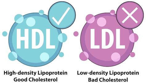 Understanding Hdl And Ldl Cholesterol เวกเตอร์ฟรี