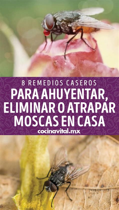 ¿cómo Ahuyentar Las Moscas 8 Remedios Caseros Que Sí Sirven Remedios Caseros Remedios Casero