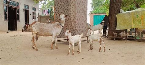 Dotted Barbari Goats Milk At ₹ 320 Kg In Ajmer Id 2855397794455