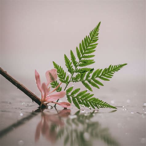 Alluvial Plains → Term