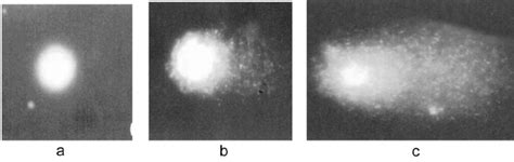 Representative Comet Assays Of Cells With A No Migration B Low Download Scientific Diagram