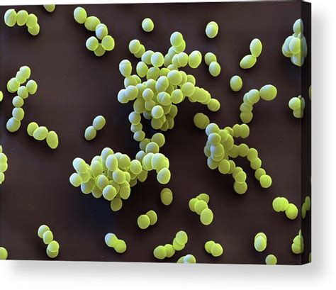 Enterococcus Gram Stain Morphology