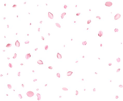 Sakura Petals Pngs For Free Download