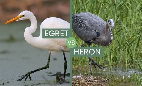 Egret Vs Heron What Sets Them Apart