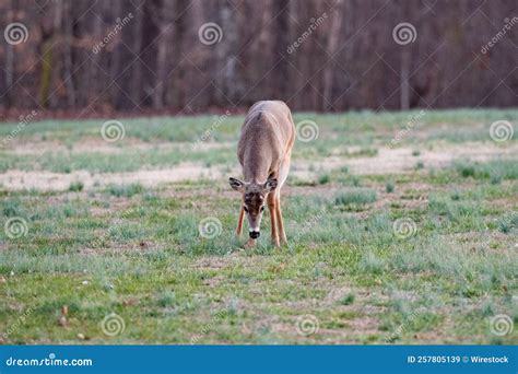 White Tail Deer Eating Grasses In The Meadows Stock Image Image Of