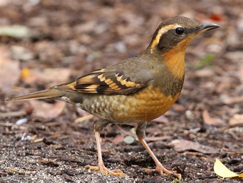 Varied Thrush Audubon Field Guide