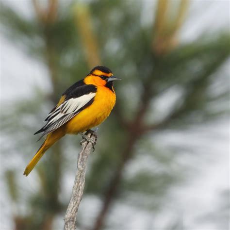 Oriole Bird ♫ Baltimore Oriole Song Call Voice Sound