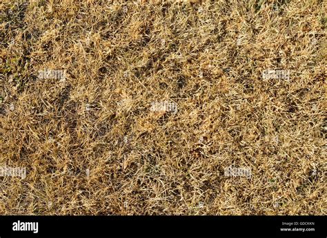 The Last Years Dried Mountain Peruvian Yellow Grass Abstract
