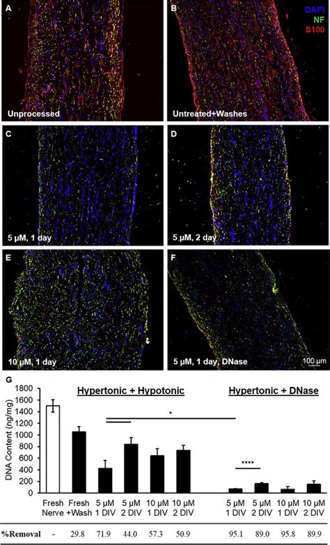 Development Of An Apoptosis Assisted Decellularization Method For Maximal Preservation Of Nerve