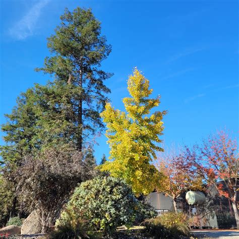 Ginkgo Biloba Autumn Gold Maidenhair Tree Mid Valley Trees