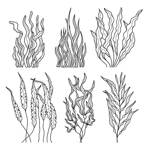Free Vector Hand Drawn Seaweed Outline Illustration
