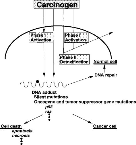 Carcinogen