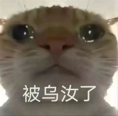 玻璃大炮”来袭，猫咪与武器的反差萌，可爱又霸气》 三角洲行动表情包｜猛攻！表情包图片 求表情网斗图从此不求人