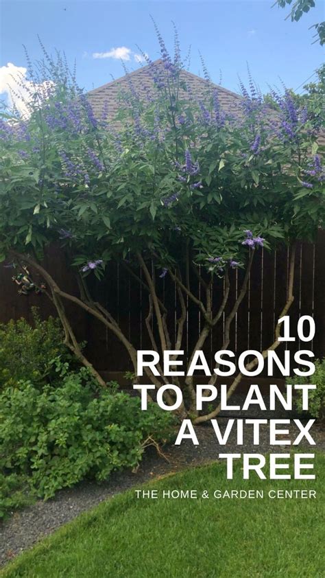 10 Reasons To Plant A Vitex Tree Vitex Tree Magnolia Tree