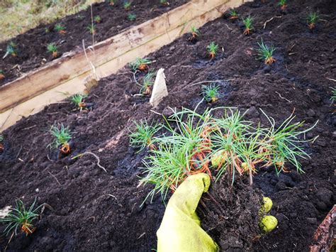 Kedras Eu Sibiro Kedro Sodinukai Skleidžia Nepaprastą Facebook