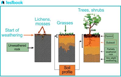 Soil Formation Steps