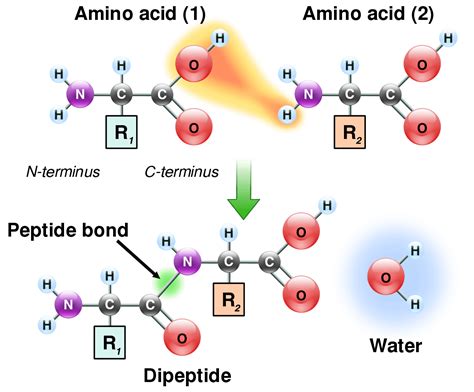 Polypeptide Chain Translation