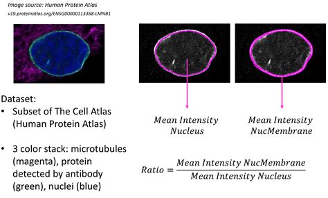 Intro Course Day 2 — Day 2 Intro To Bioimage Analysis With Python For Life Scientists A
