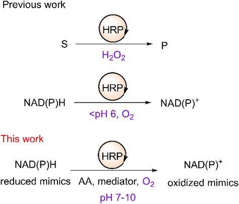 Scheme 1 Hrp Catalyzed Oxidations With H 2 O 2 And O 2 S Substrate