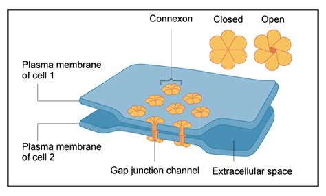 Cell Junctions Talk2bio
