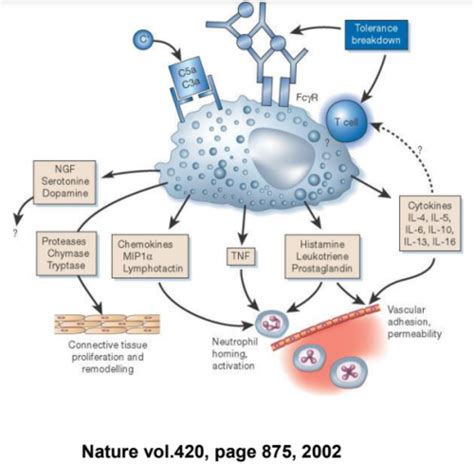 Class 11b Histamine Allergic Response Flashcards Quizlet