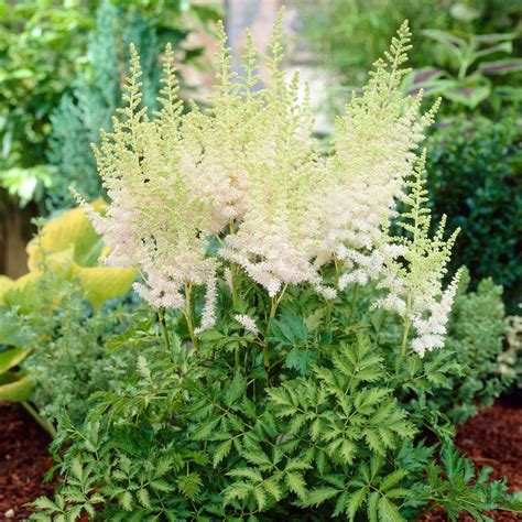 Astilbe Chinensis Milk And Honey 3 Bare Roots Longfield Gardens