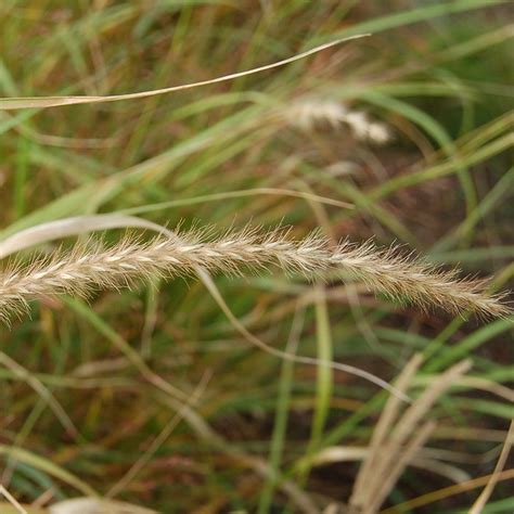 Buy Switch Grass Panicum Virgatum Warrior