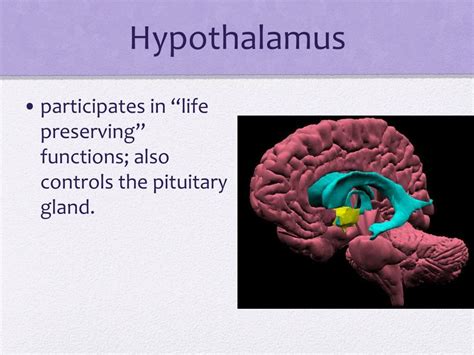 Ppt The Brain And Sexual Orientation Powerpoint Presentation Free