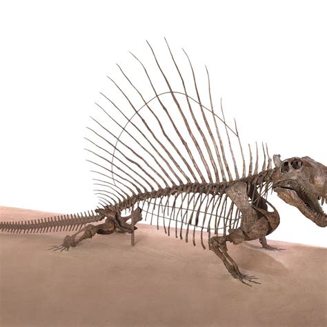 Dimetrodon Skeleton