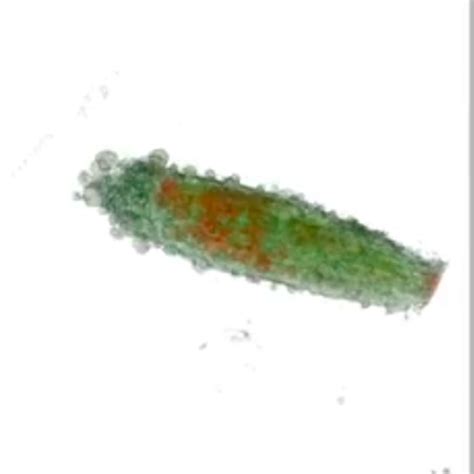 New Holotomography Microscope For Imaging Live Cells In 3d Cell And