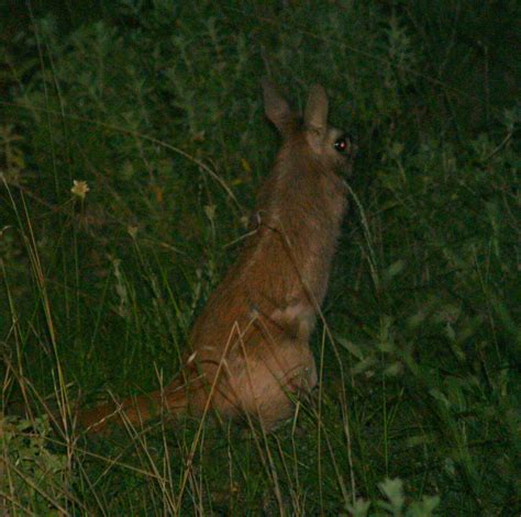 Pedetes Surdaster Thomas 1902