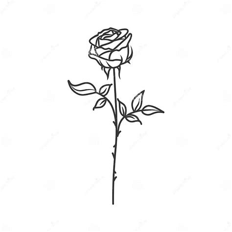 Single Black Line Drawing Of A Rose Stock Illustration Illustration