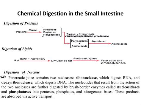 The Digestive System Ppt