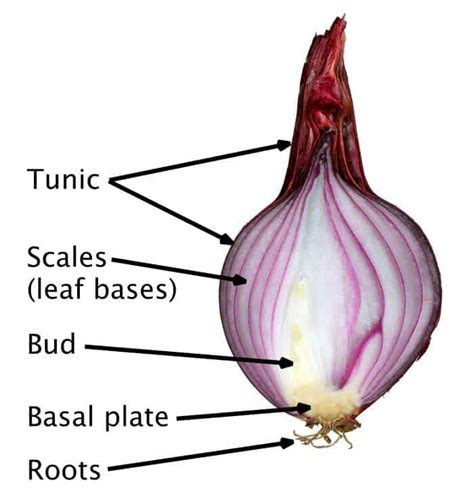 Bulbs 101 Garden View Landscape Nursery And Pools