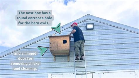 Build Nest Boxes For Marylands Farmland Raptors — Maryland Bird