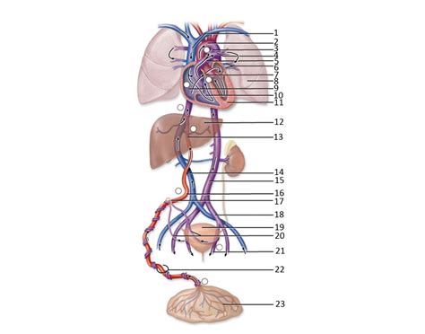 Fetal Circulation Labeled — Printable Worksheet